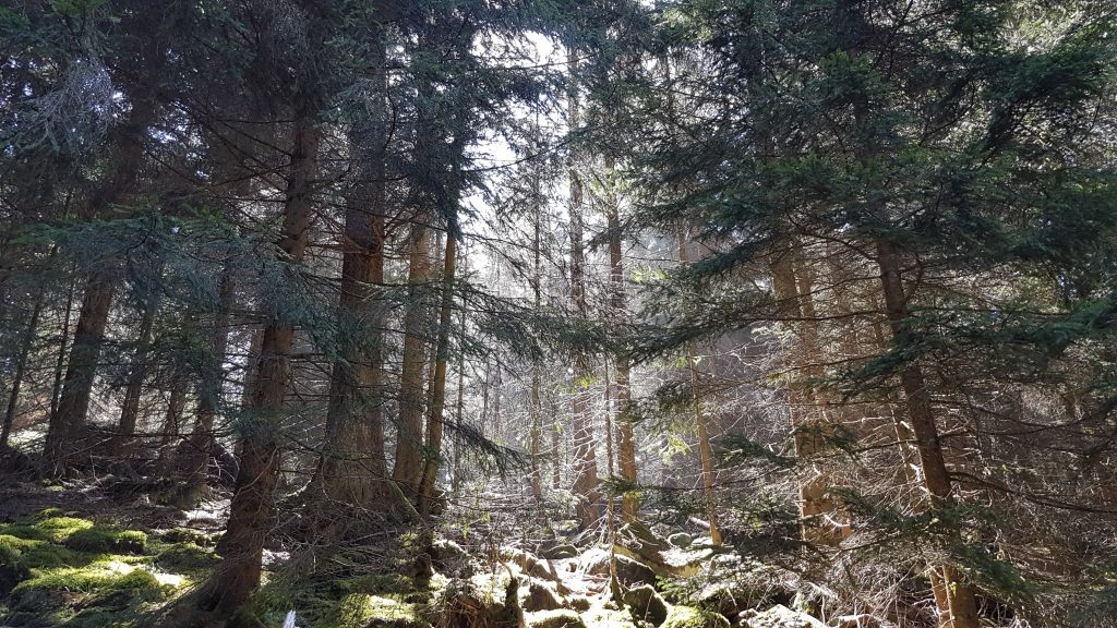 8 haunted and creepy forests & their spooky tales from around the world ...