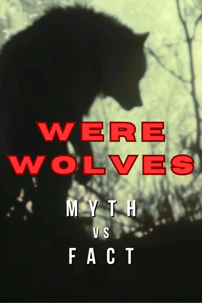 The wild and irresistible world of werewolves: What's myth and what's ...